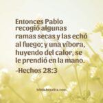Explicación Hechos 28:3. 'Entonces Pablo recogió algunas ramas secas y ...